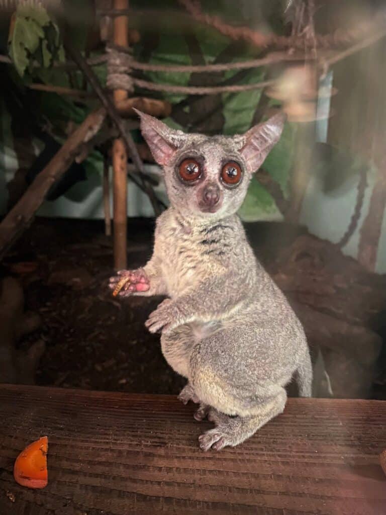 Meet The Other Monkeys Animal Experiences At Wingham Wildlife Park Meet The Other Monkeys Animal Experiences At Wingham Wildlife Park