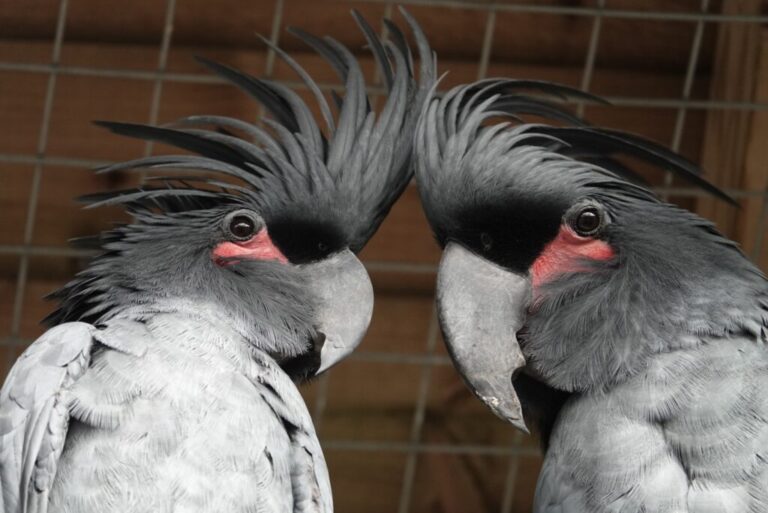Bird Couples - Animal Experiences At Wingham Wildlife Park In Kent