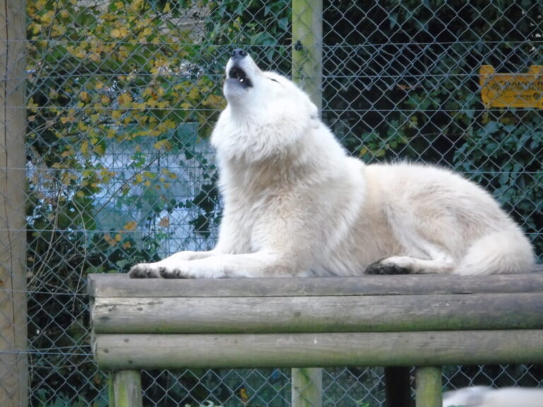 Wolves to Dogs - Animal Experiences At Wingham Wildlife Park In Kent