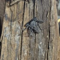 Tailless Whip Scorpion - Animal Experiences At Wingham Wildlife Park In ...
