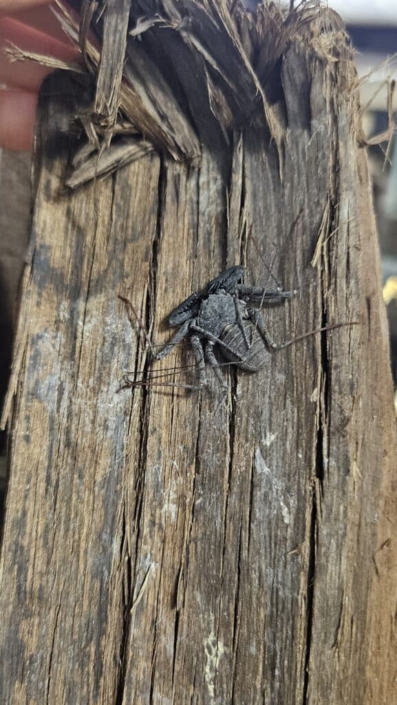 See The Animals At Wingham Wildlife Park, Based In Kent.