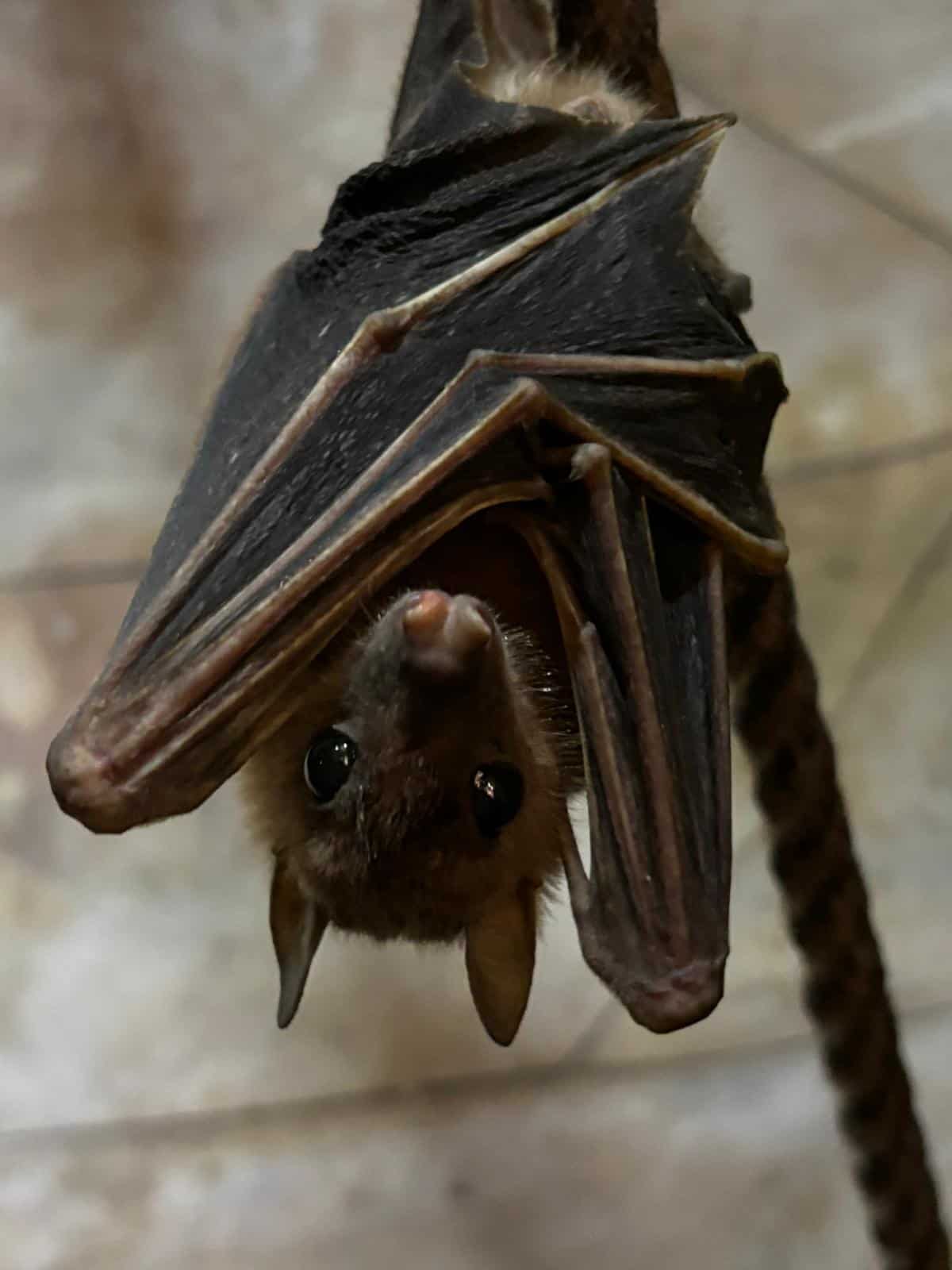 Bat Appreciation Day - Animal Experiences At Wingham Wildlife Park In Kent