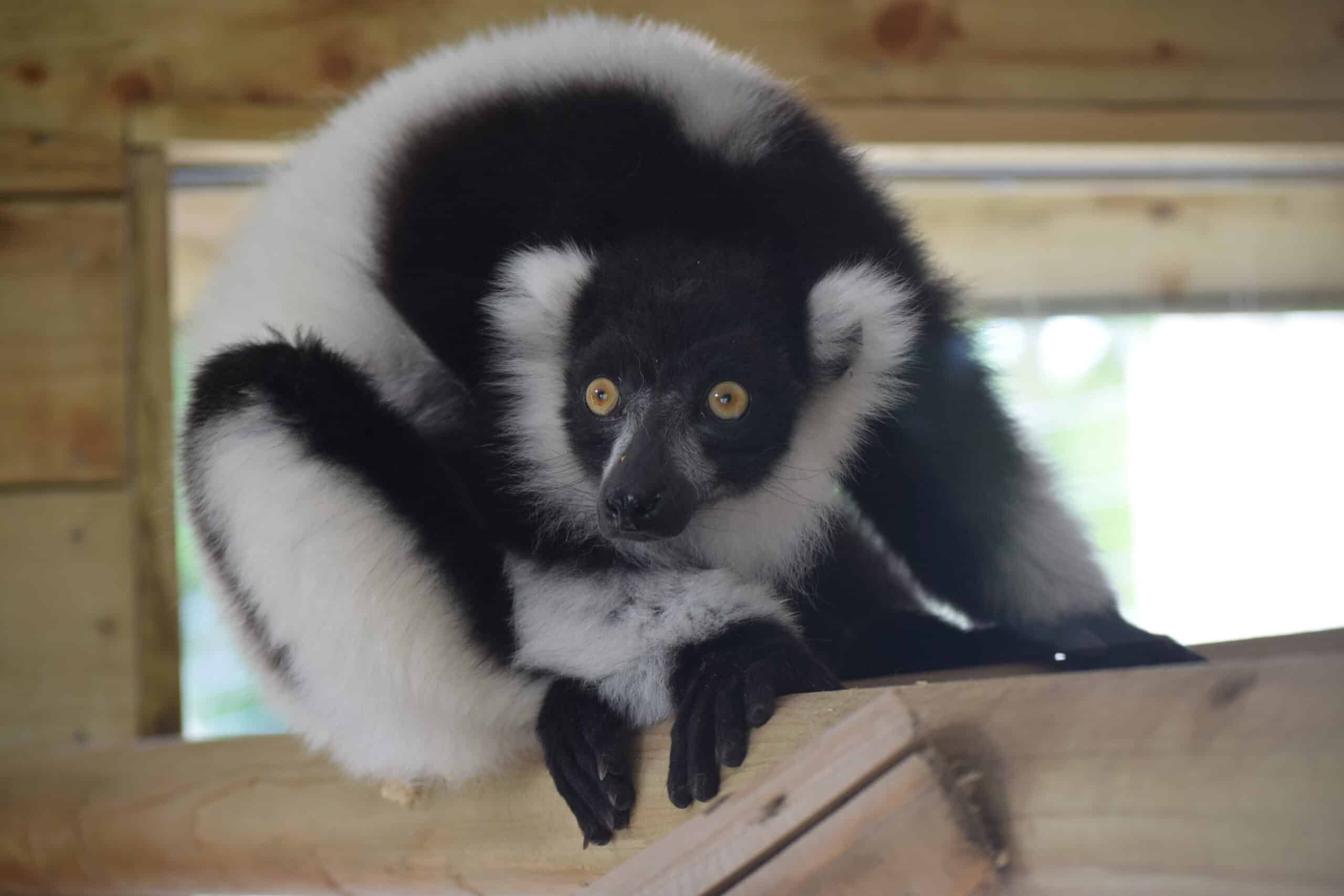 Black and White Ruffed Lemur - Animal Experiences At Wingham Wildlife ...