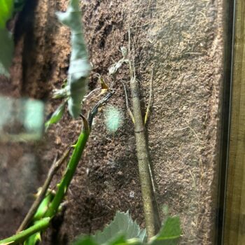 Indian Walking Stick Insect - Animal Experiences At Wingham Wildlife ...