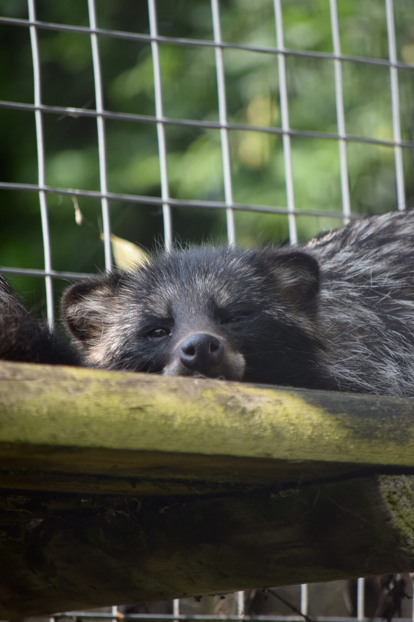 Diet and Scales Training the Carnivores - Animal Experiences At Wingham ...