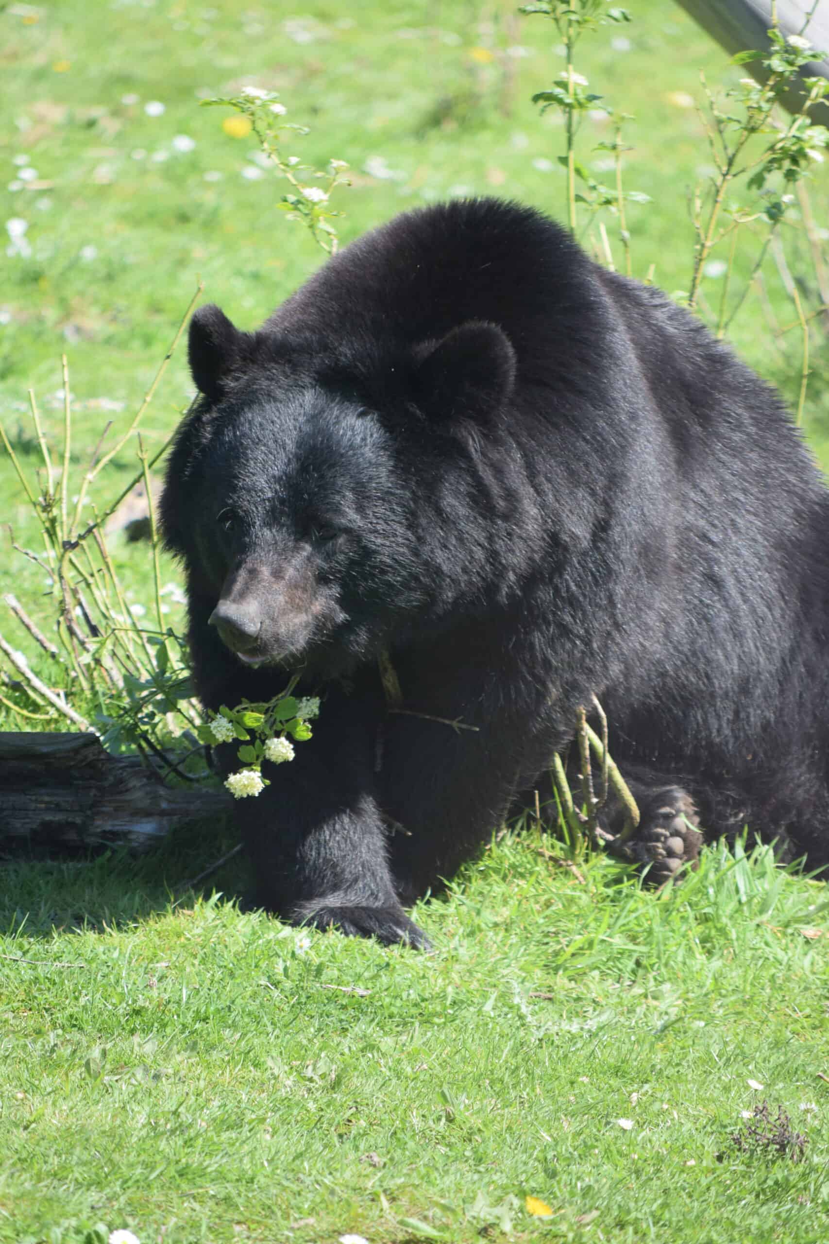 Diet and Scales Training the Carnivores - Animal Experiences At Wingham ...