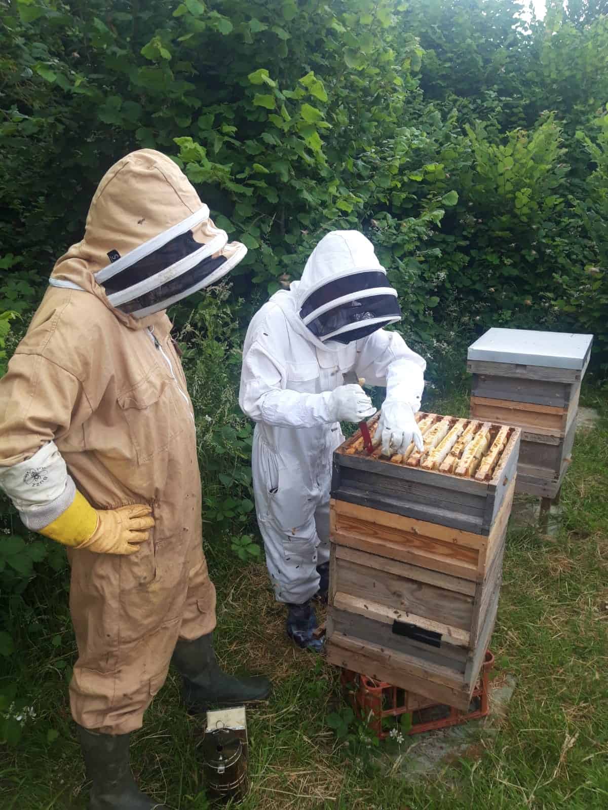 Buzzing about Beekeeping - Animal Experiences At Wingham Wildlife Park ...