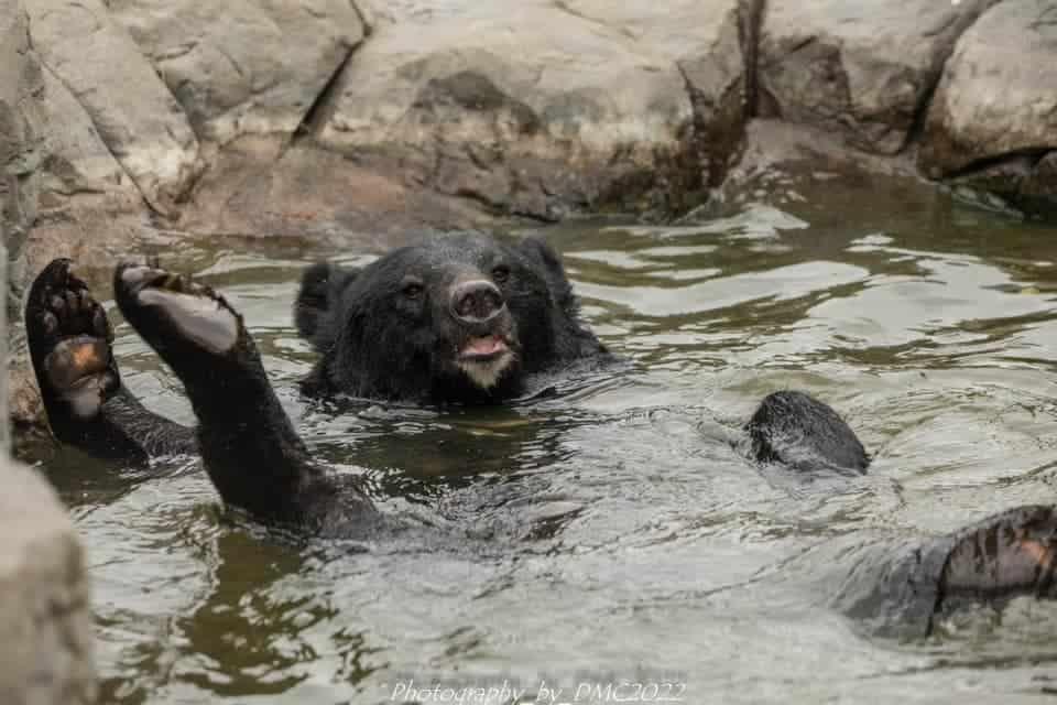 Special Offers, Competitions, Events & Updates - Animal Experiences At ...