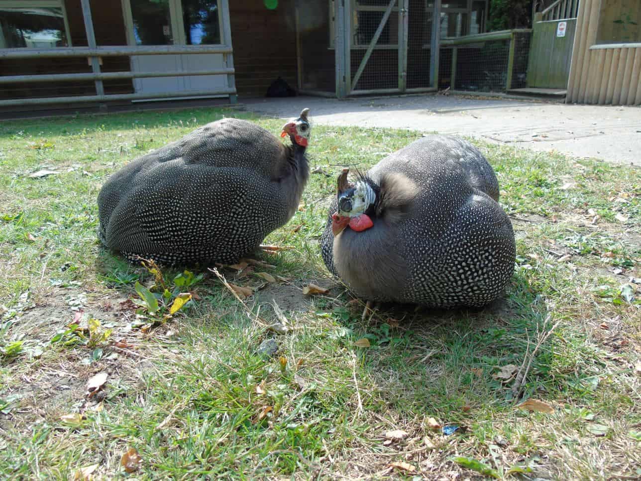 Glamorous Guineafowl - Animal Experiences At Wingham Wildlife Park In Kent