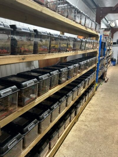 Introducing WWP's Gooty Ornamental Tarantulas - Animal Experiences At ...