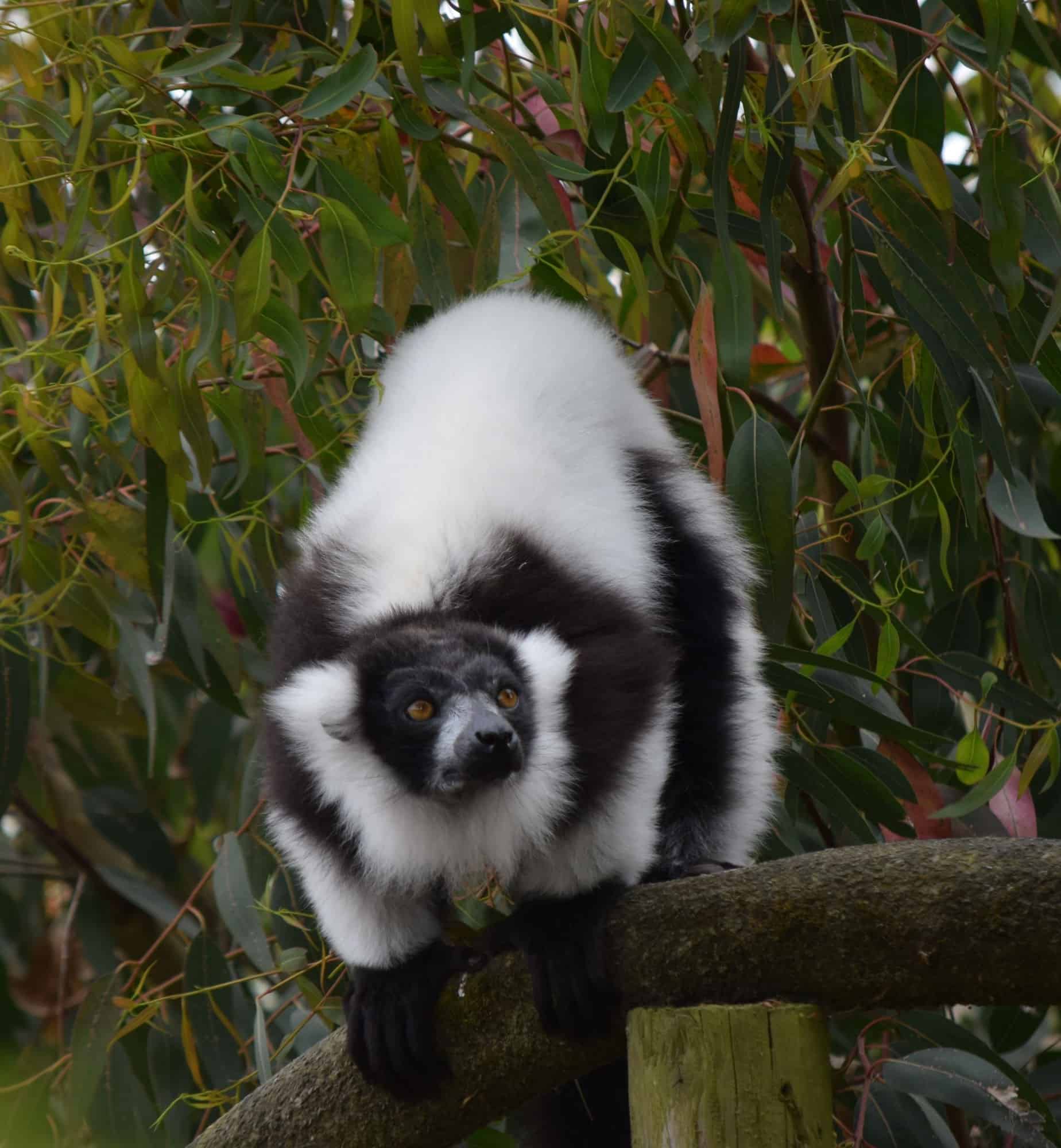 Celebrating World Lemur Day 2024 - Animal Experiences At Wingham ...