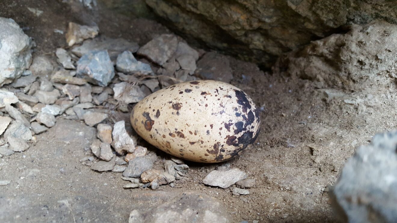 World Egg Day 2024! - Animal Experiences At Wingham Wildlife Park In Kent