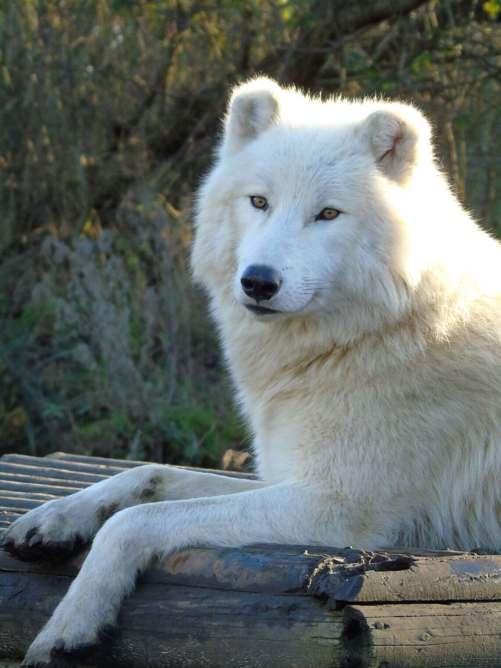 Arctic Wolves - Animal Experiences At Wingham Wildlife Park In Kent