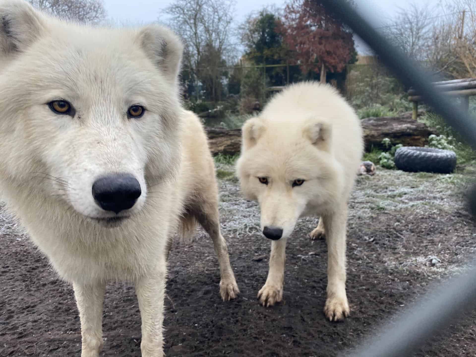 Arctic Wolves - Animal Experiences At Wingham Wildlife Park In Kent
