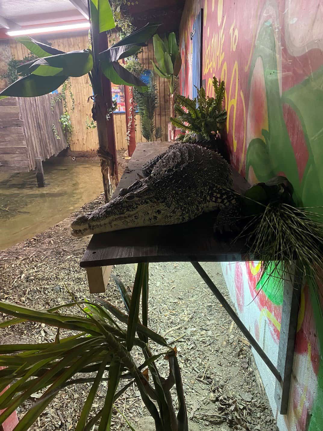 Cuban Crocodiles - Part 1 - Animal Experiences At Wingham Wildlife Park ...