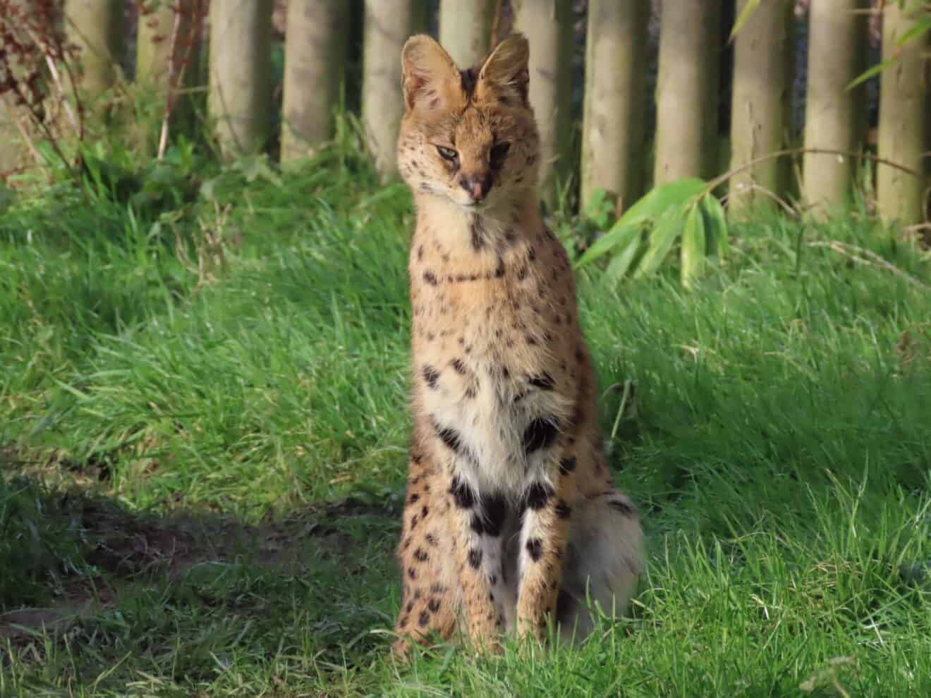 See The Animals At Wingham Wildlife Park, Based In Kent.
