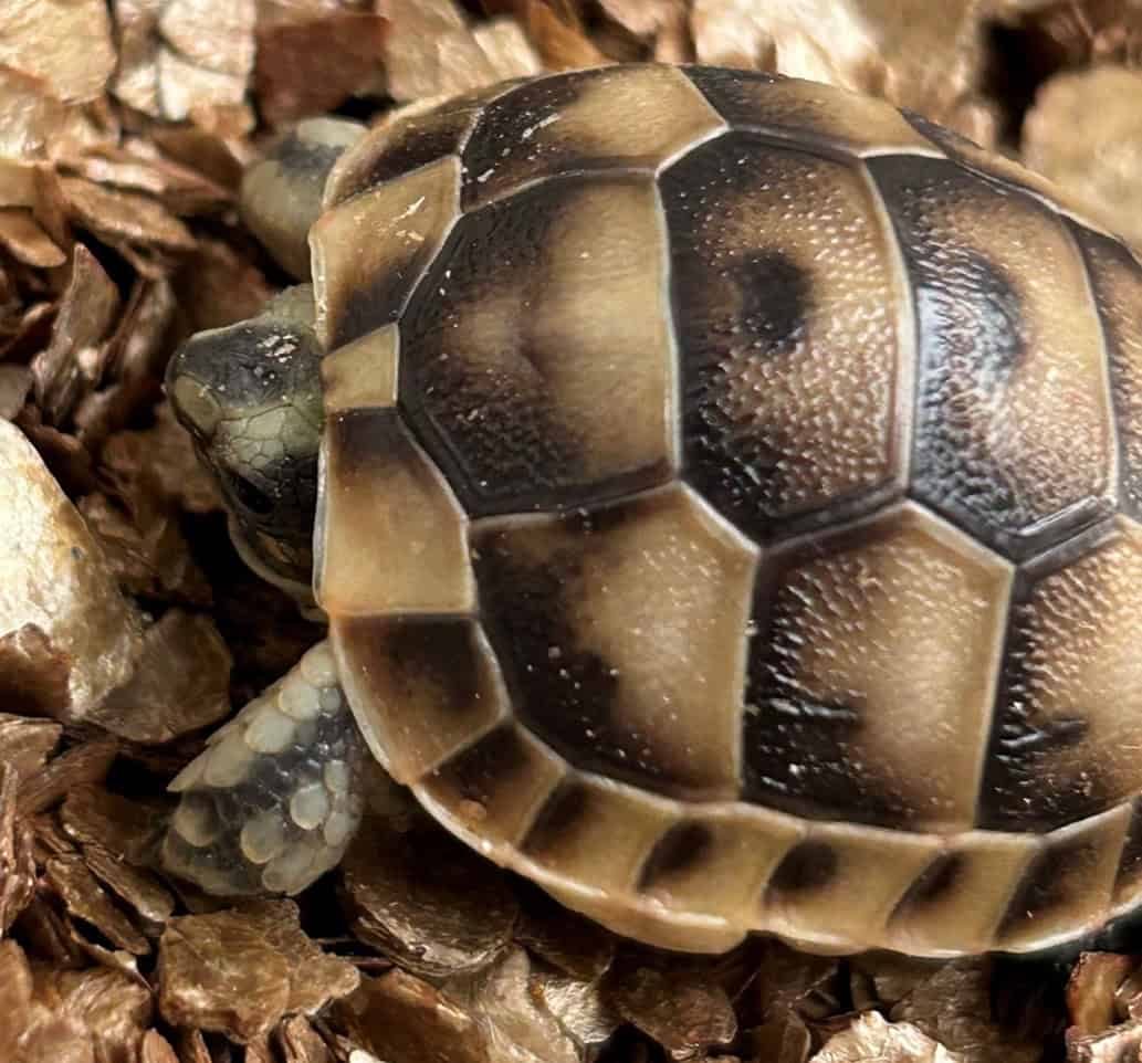 Tortoise Babies - Animal Experiences At Wingham Wildlife Park In Kent