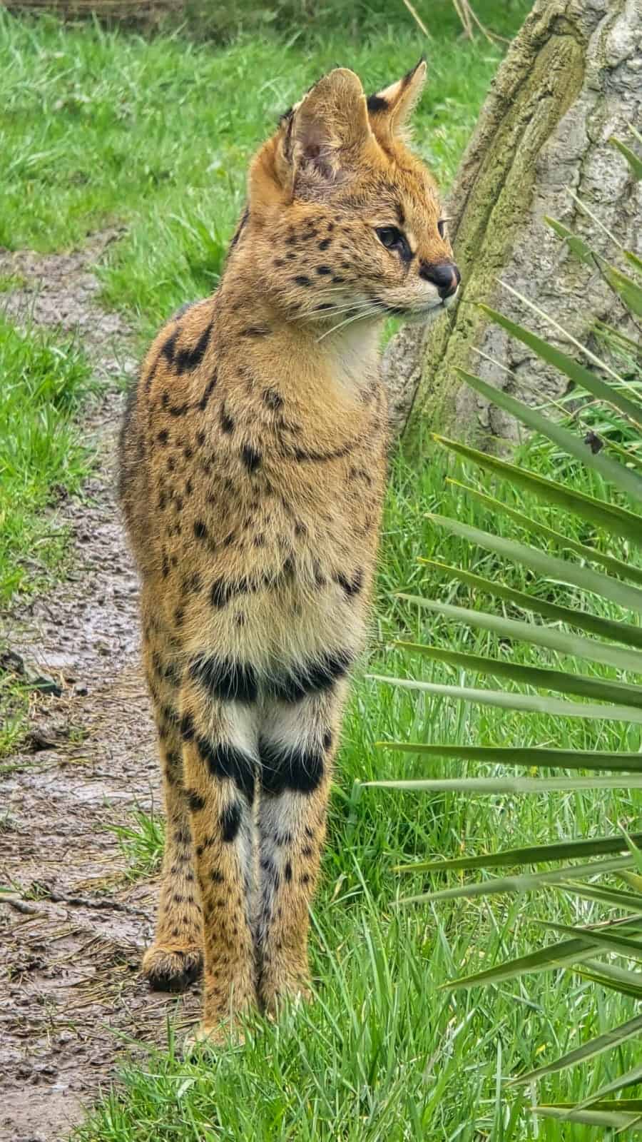 The Fascinating World of Servals: The Wild Cat of the African Savannah ...