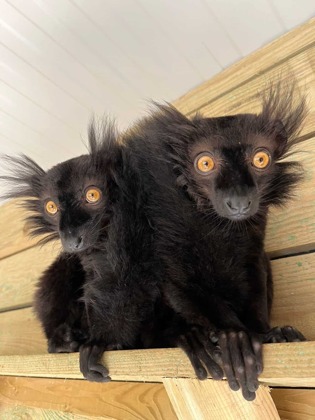 See The Animals At Wingham Wildlife Park, Based In Kent.