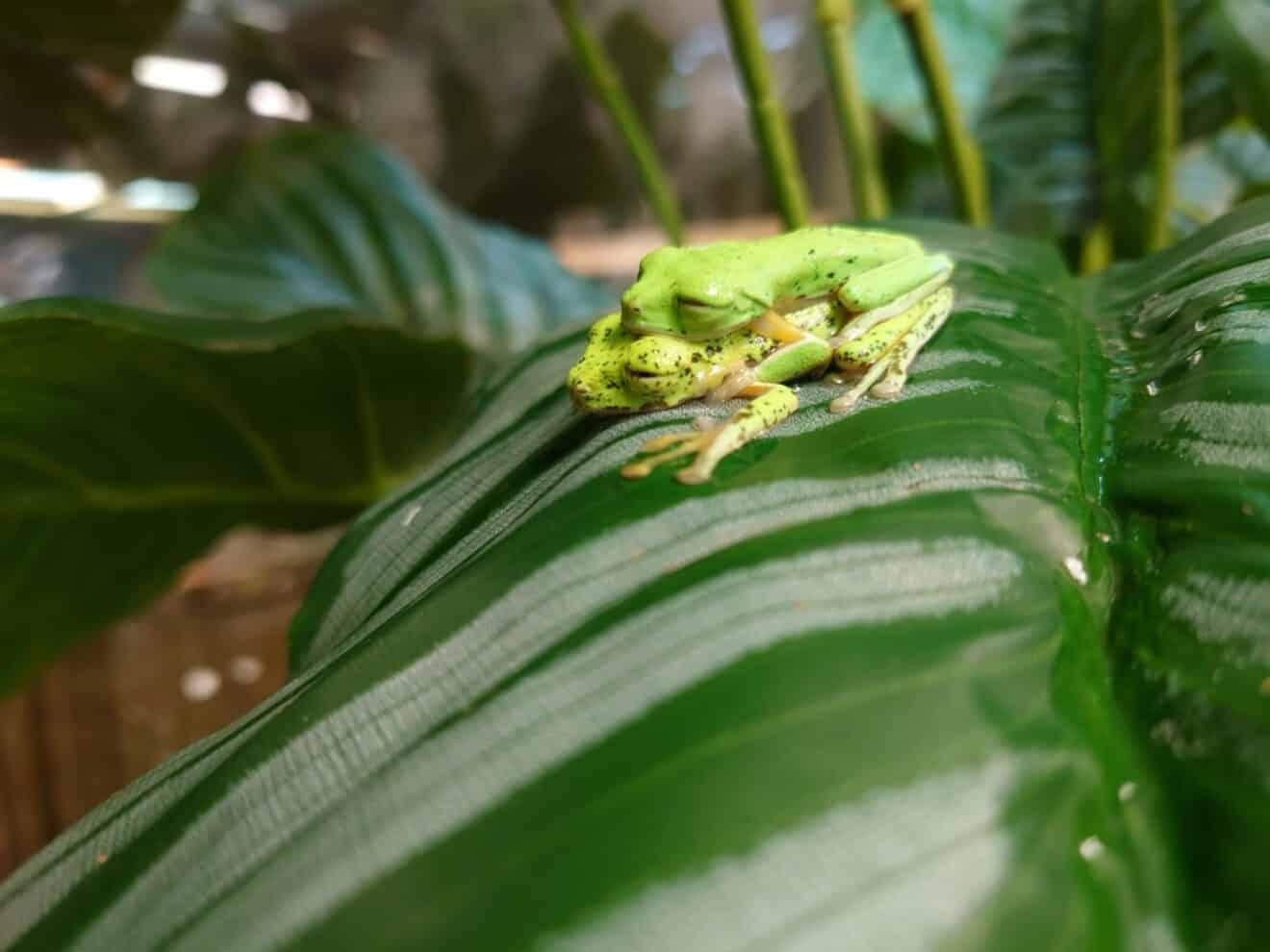 Celebrating Lemur Leaf Frogs this Endangered Species Day - Animal ...