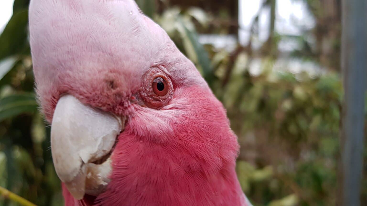 Celebrating the Galah Cockatoo on World Parrot Day - Animal Experiences ...