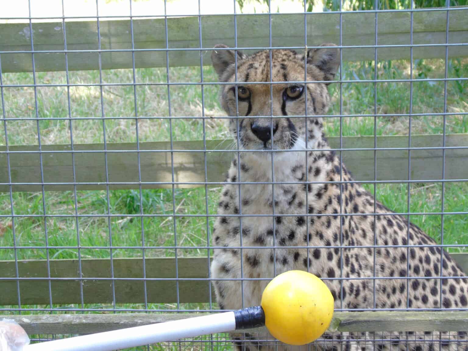 Routes into Working in a Zoo - Animal Experiences At Wingham Wildlife ...