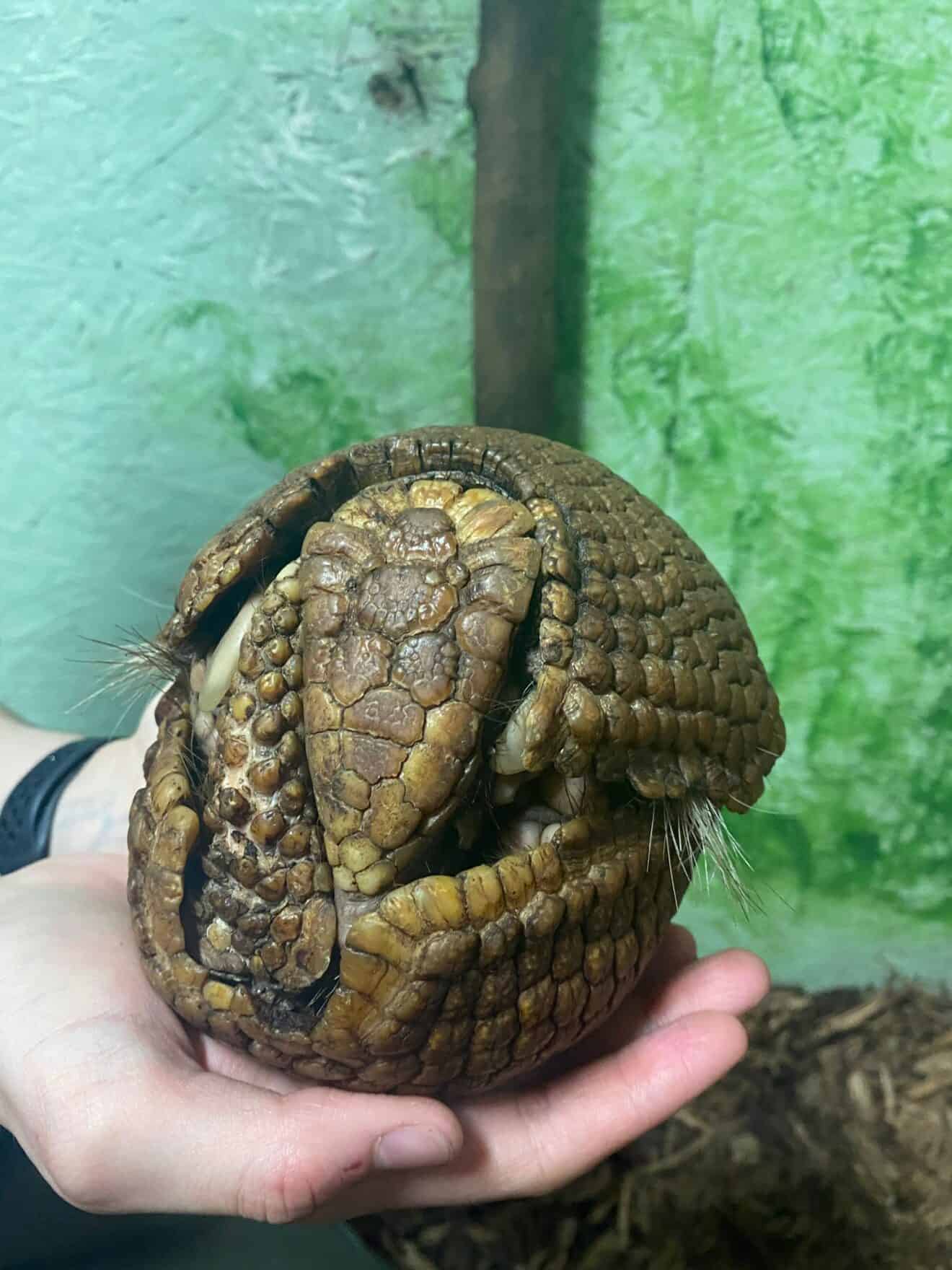 Jose the Armadillo - Animal Experiences At Wingham Wildlife Park In Kent