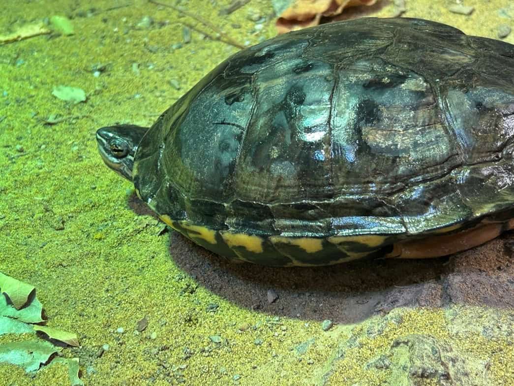 The Turtle Files: Annam Leaf Turtles - Animal Experiences At Wingham ...