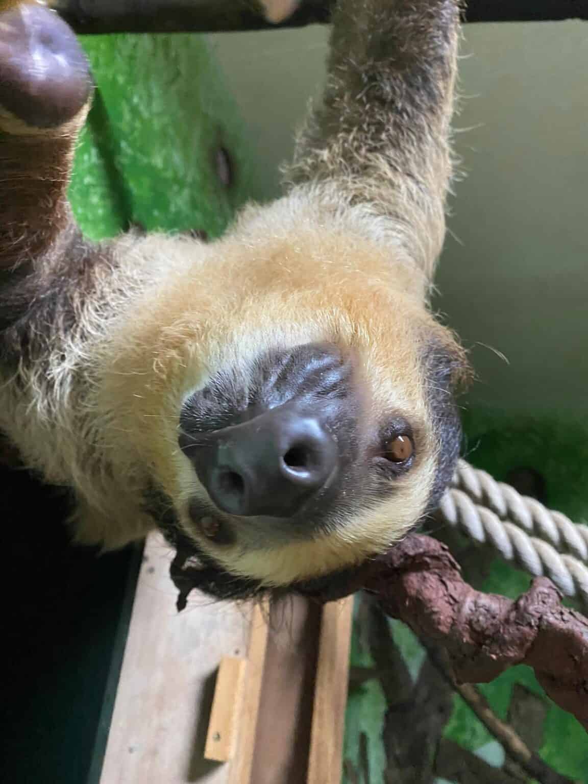 International Sloth Day - Animal Experiences At Wingham Wildlife Park ...