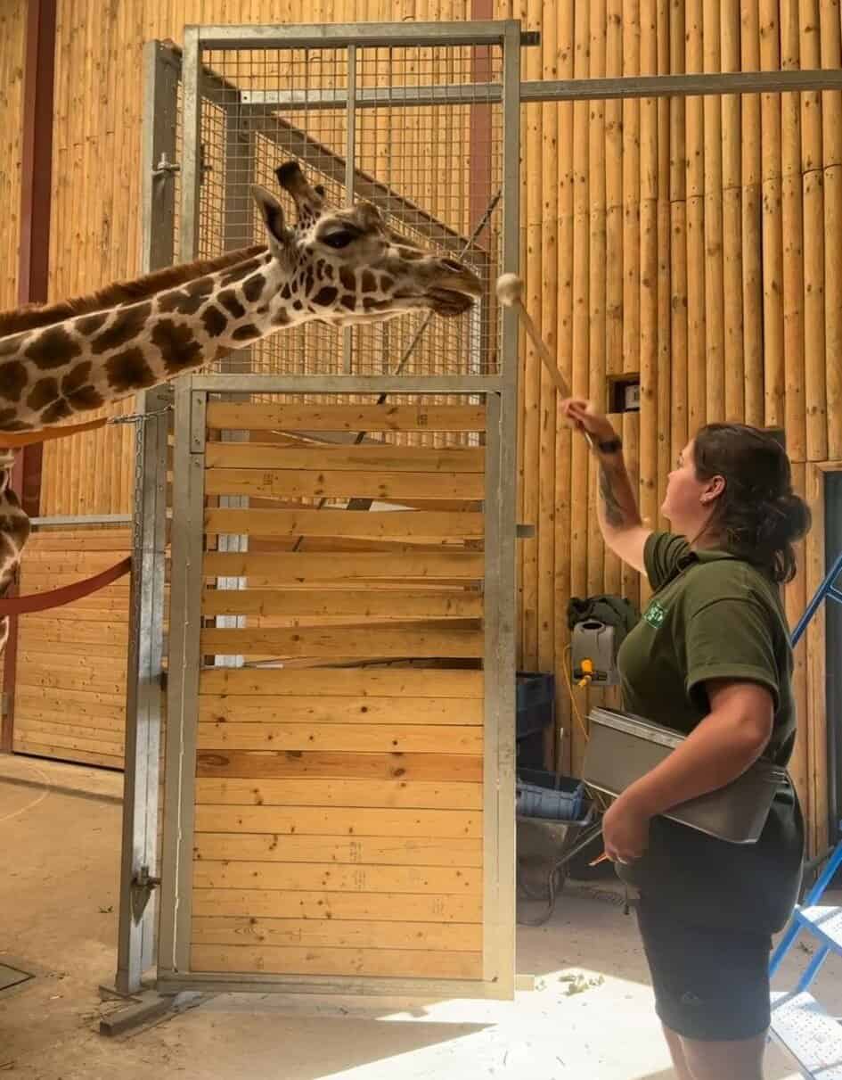 Working with Giraffe: A Tall Order Indeed - Animal Experiences At ...