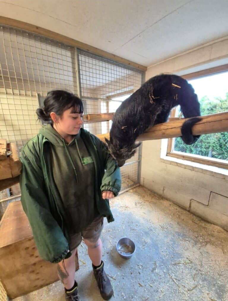 Meet Team Carnivores - Animal Experiences At Wingham Wildlife Park In Kent