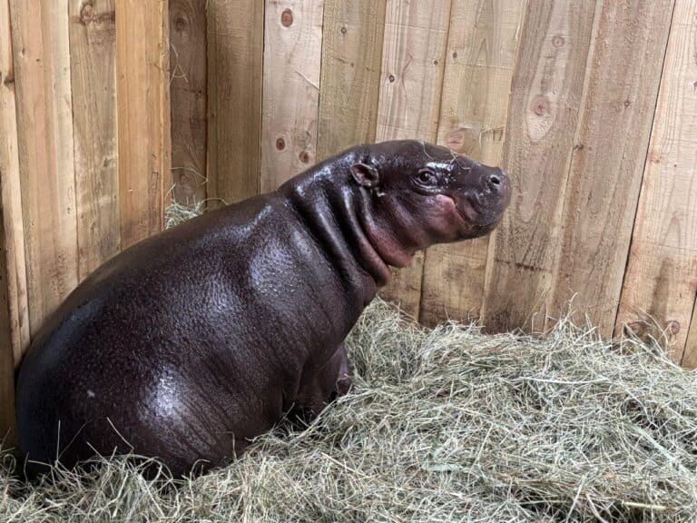 Pygmy Hippos - Animal Experiences At Wingham Wildlife Park In Kent