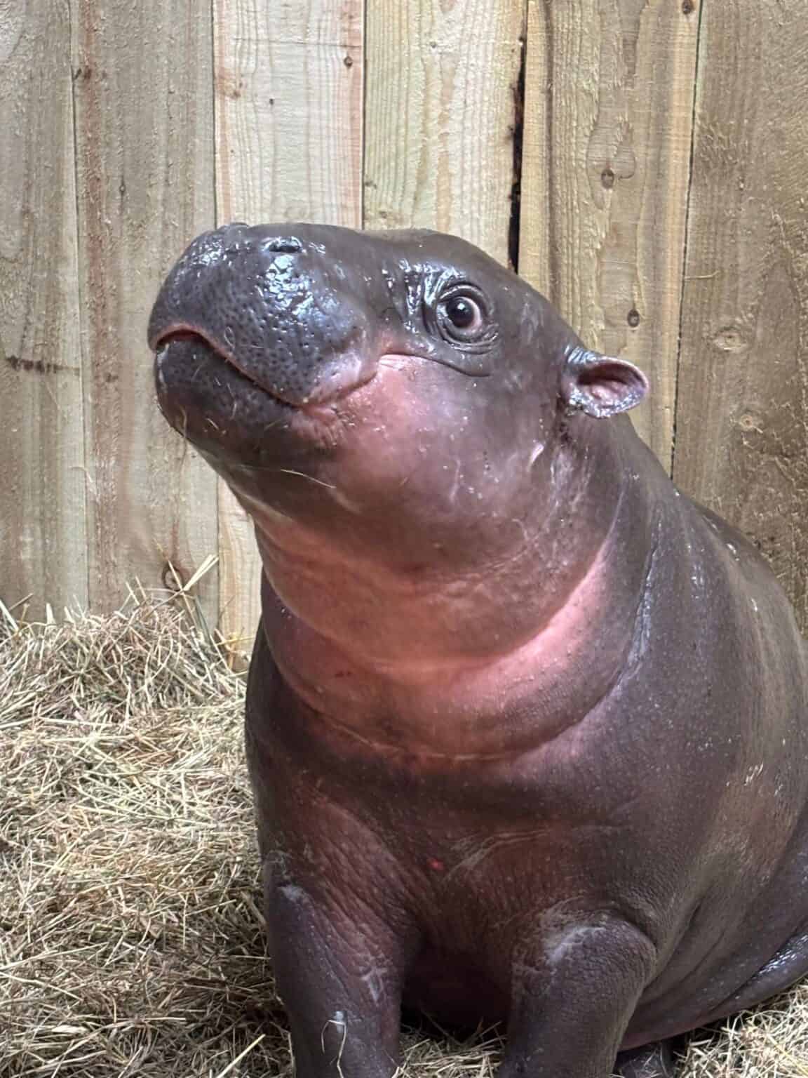 Pygmy Hippos - Animal Experiences At Wingham Wildlife Park In Kent