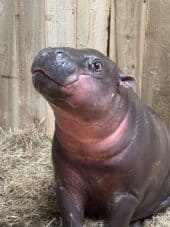 Pygmy Hippos - Animal Experiences At Wingham Wildlife Park In Kent