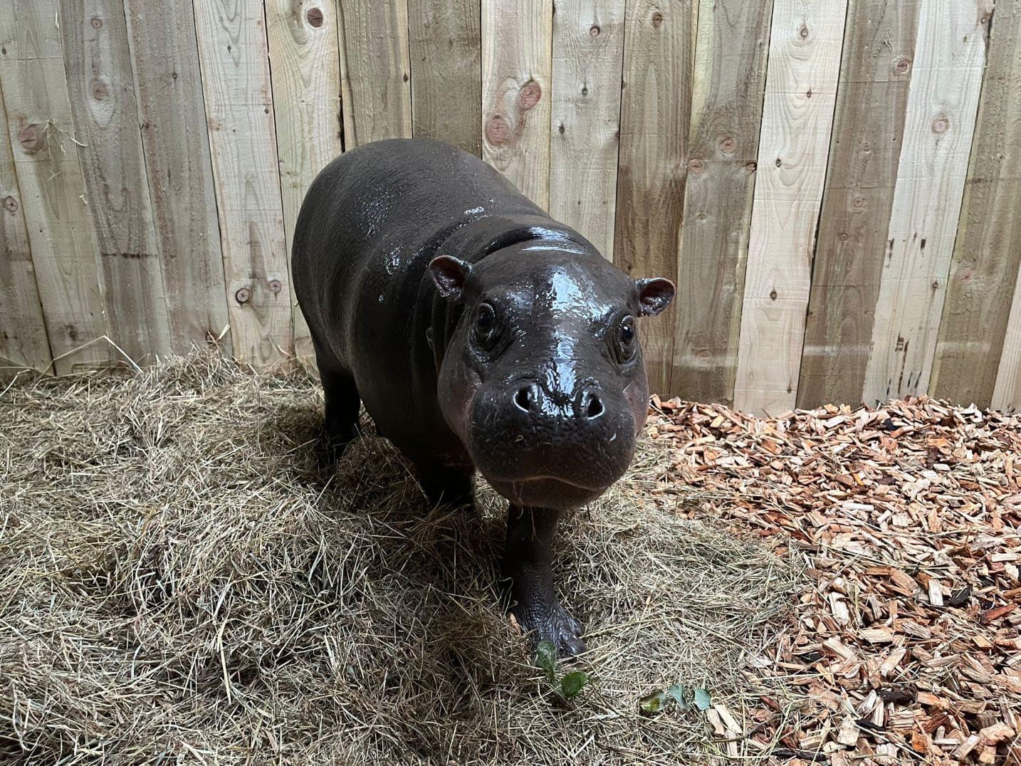 Pygmy Hippos - Animal Experiences At Wingham Wildlife Park In Kent