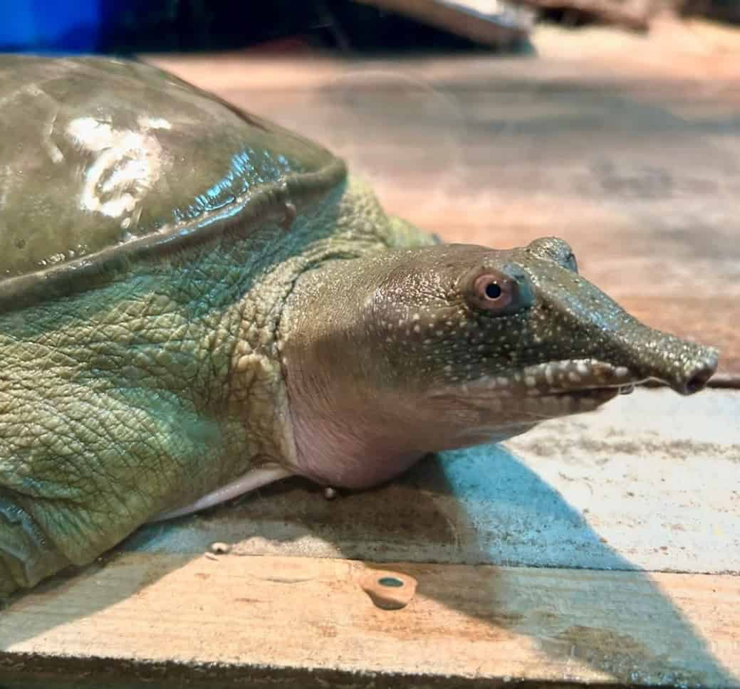 The Turtle Files Episode 3 Chinese Softshell Turtle Animal