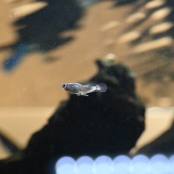 Common Molly Fish - Animal Experiences At Wingham Wildlife Park In Kent