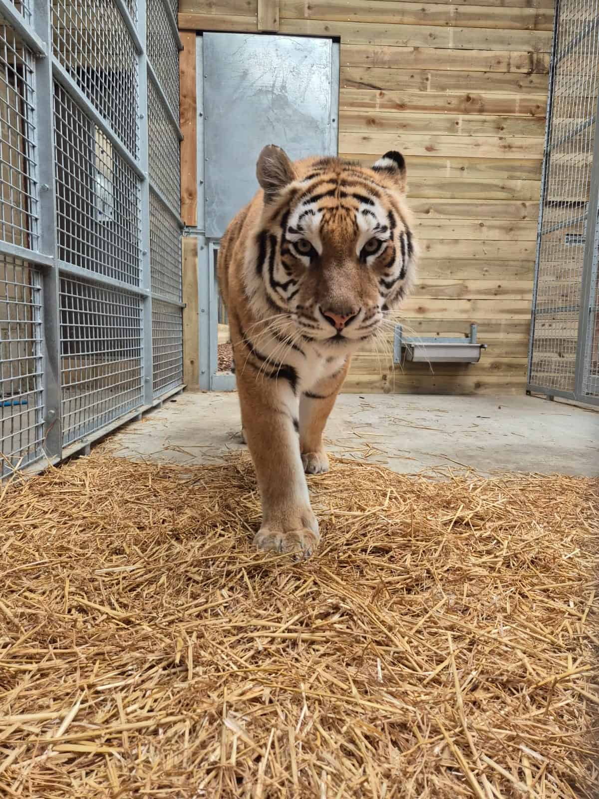 Duke and Tora Update - Animal Experiences At Wingham Wildlife Park In Kent